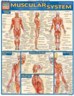 Muscular System Labeled For Kids Muscular System Kids Worksheet Etsy
